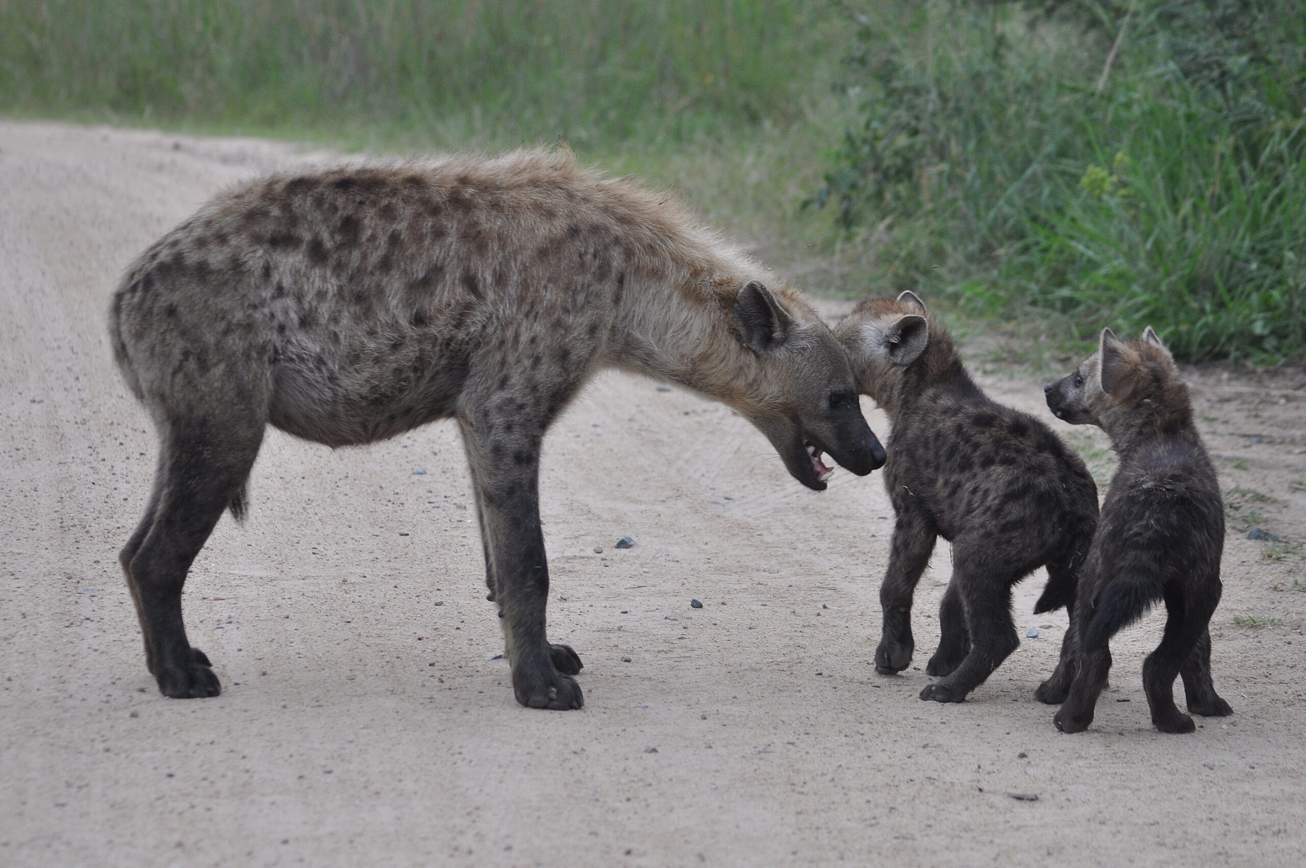 Hyenas and Wild dogs | Big 5 Travel