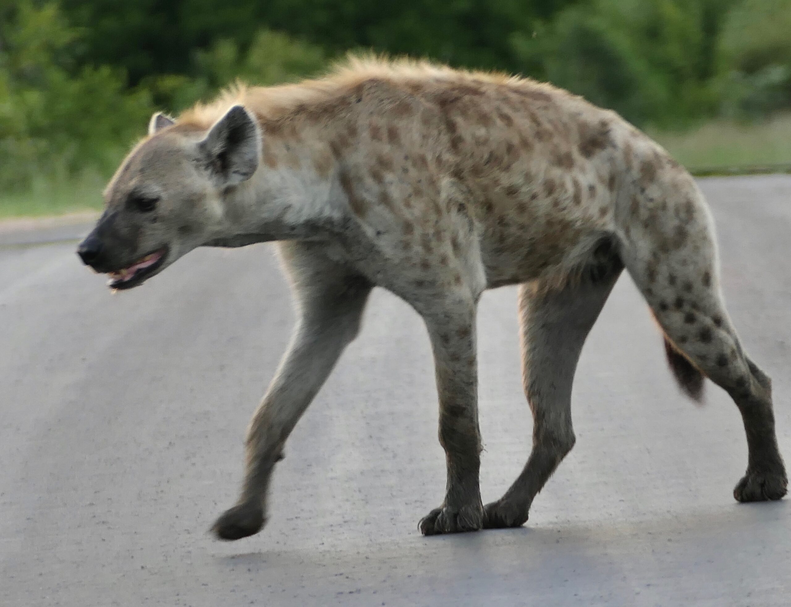 Hyenas and Wild dogs | Big 5 Travel